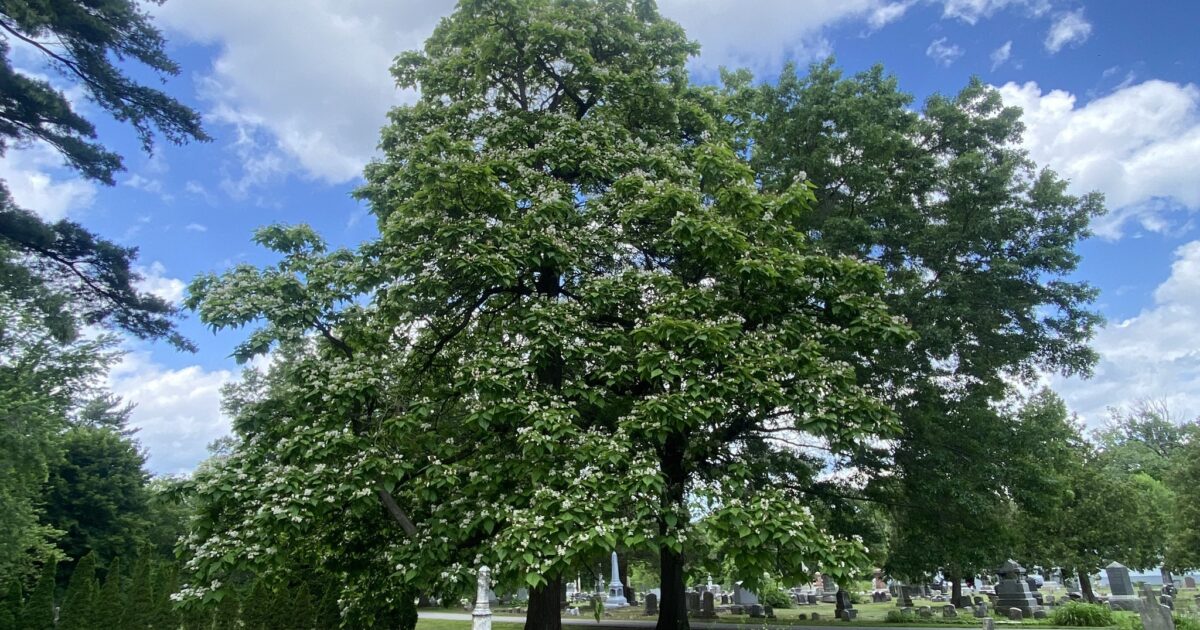 Arbor Day at Vale | Vale Cemetery