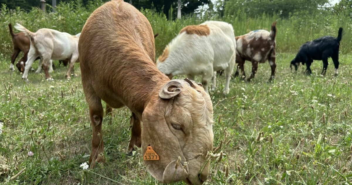 The Goats Are Back | Vale Cemetery